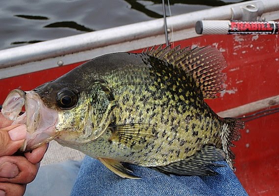 Casey's catch of the day: Fantastic week of fishing