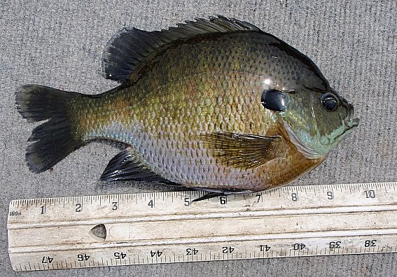 Casey's catch of the day: Fantastic week of fishing