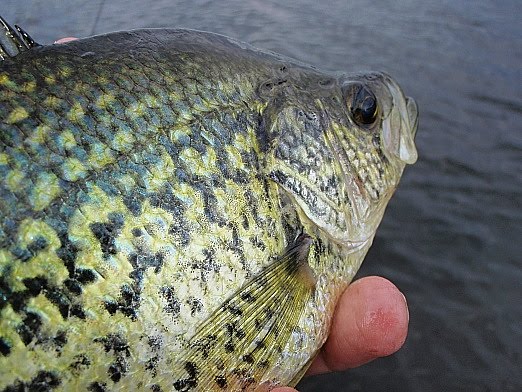 Casey's catch of the day: Fantastic week of fishing