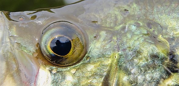 Casey's catch of the day: Fantastic week of fishing