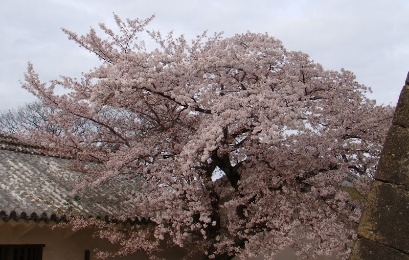 Exploring Tokyo and Beyond: Spring time in Japan means hanami time!