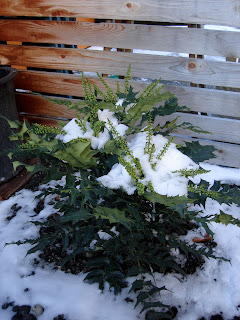 Snow as hyperbole – Fauntleroy Gardening Co. Blog