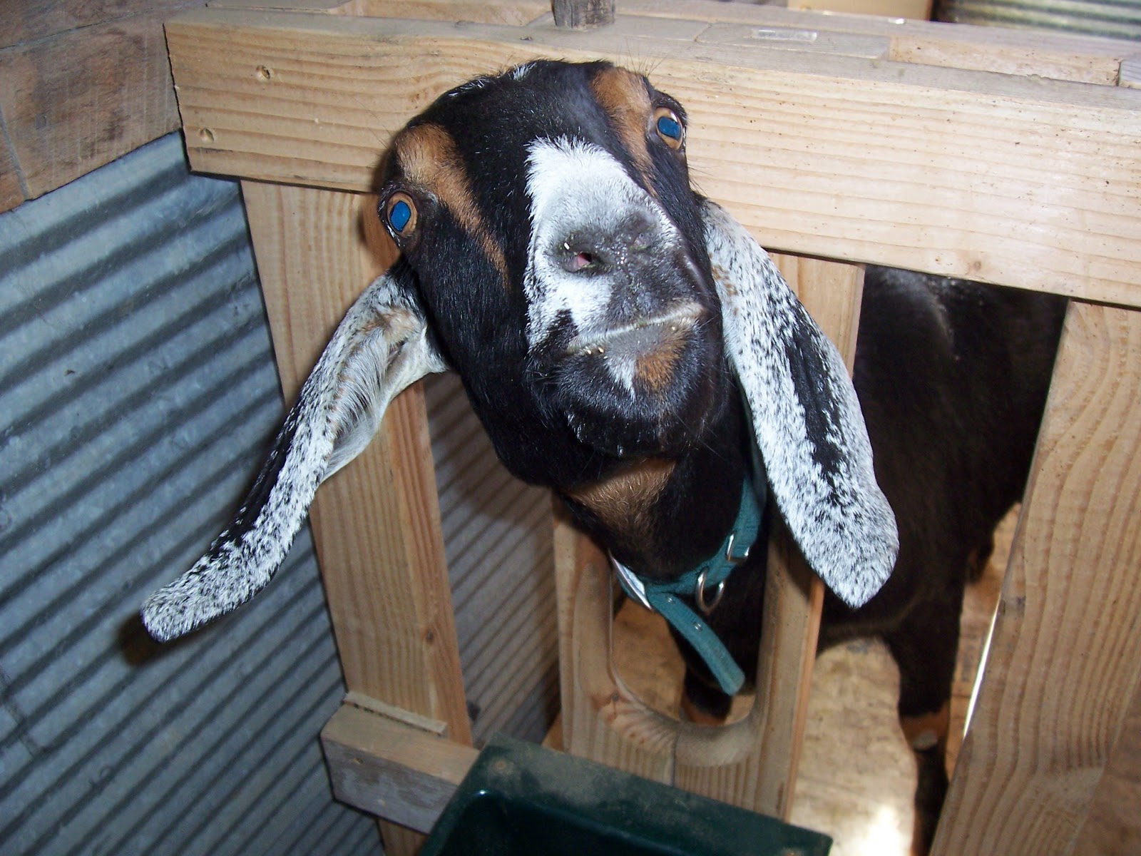 Goat 101 My Milking Routine • The Prairie Homestead