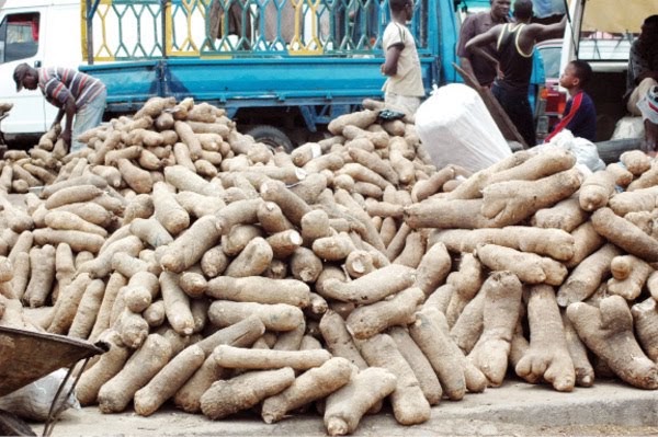 Exporting Yam Tubers ( Yam Tubers Product Profiles ) | TradeInfoPortal