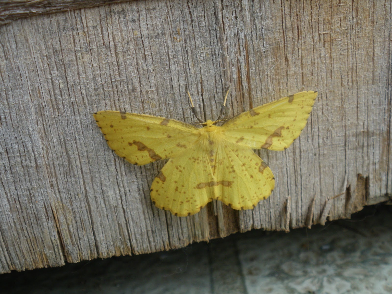 Ahhh...The Cottage Life!: Mellow Yellow Moth