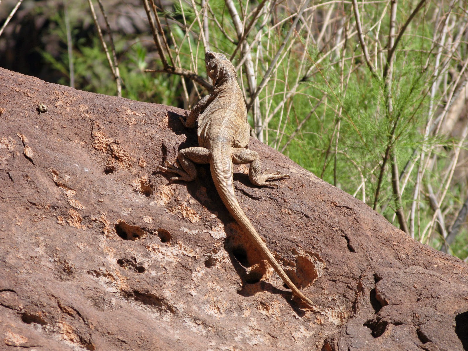 Written In Stone...seen through my lens: The Grand Canyon Chuckwalla