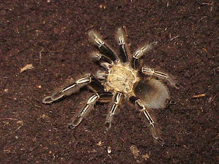 .: Skeleton tarantula.