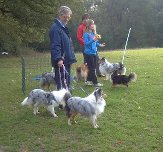 Jordan's K9s: Sheltie training with Eleanor