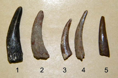 Pterosaurs to Birds: Pterosaur teeth are like bird teeth