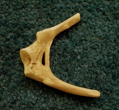 The Pterosaur Database: Australian Pterosaurs