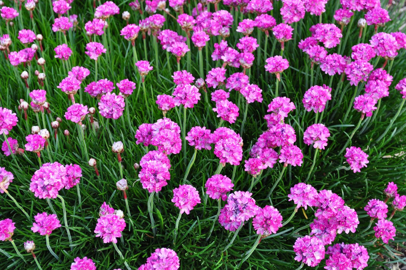 This Grandmother's Garden: Blooms de Jour