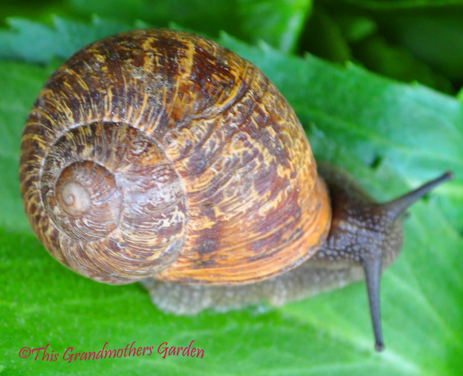 This Grandmother's Garden: We're going on a snail hunt!
