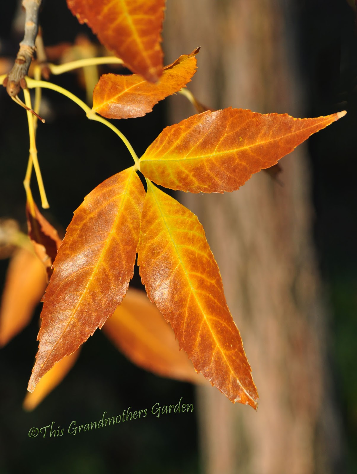 This Grandmother's Garden: October 2010