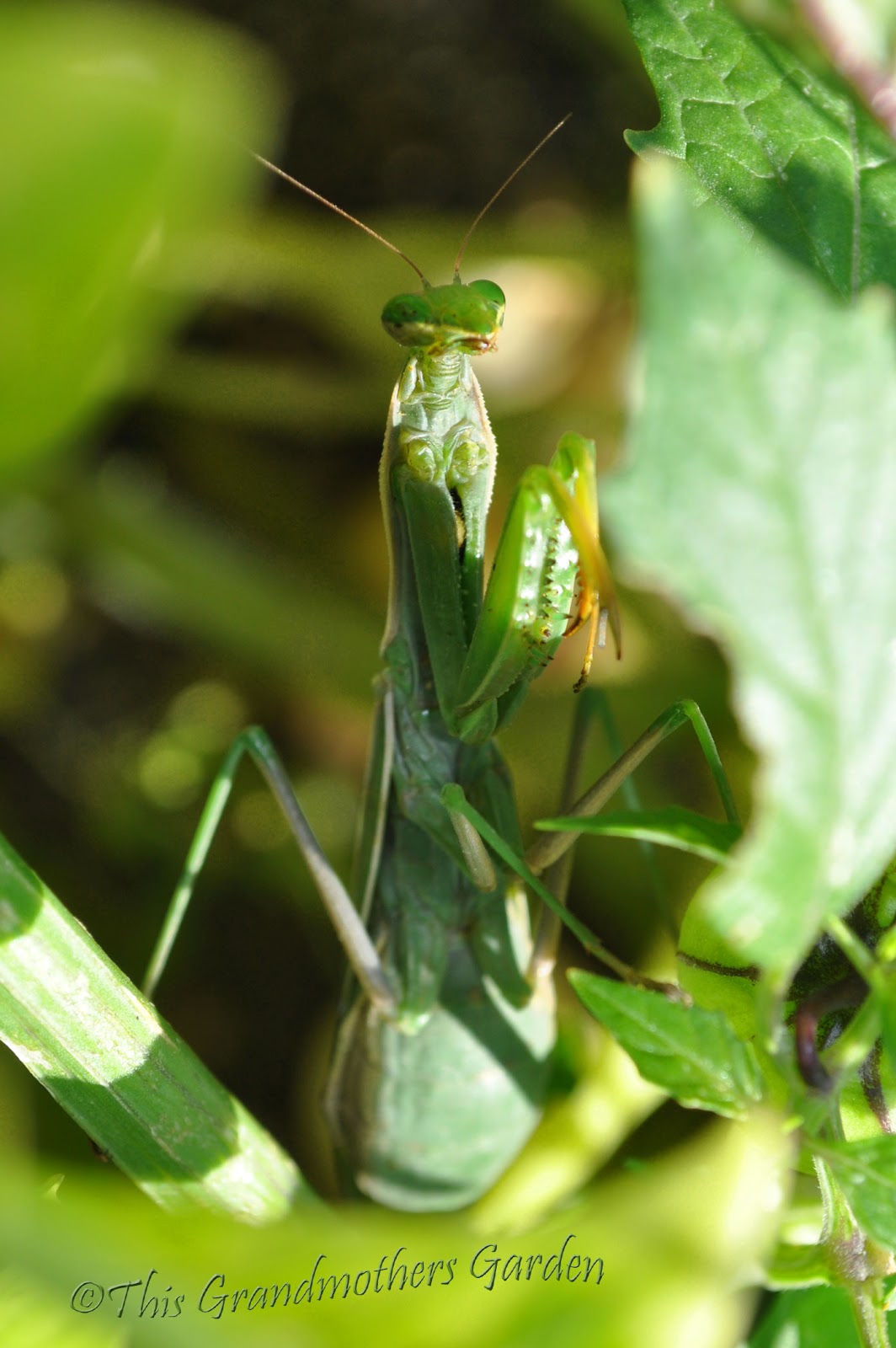 This Grandmother's Garden: What Creature Lies Within?