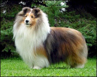 LUCKIE DZAYAKEN: LUCKIE DZAYAKEN SHELTIES