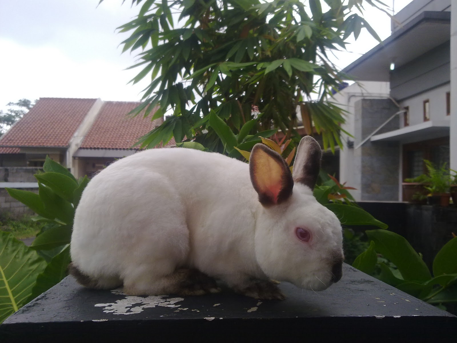 PERMATA RABBITRY: DWARF REX HIMALAYAN, JANTAN, DEWASA