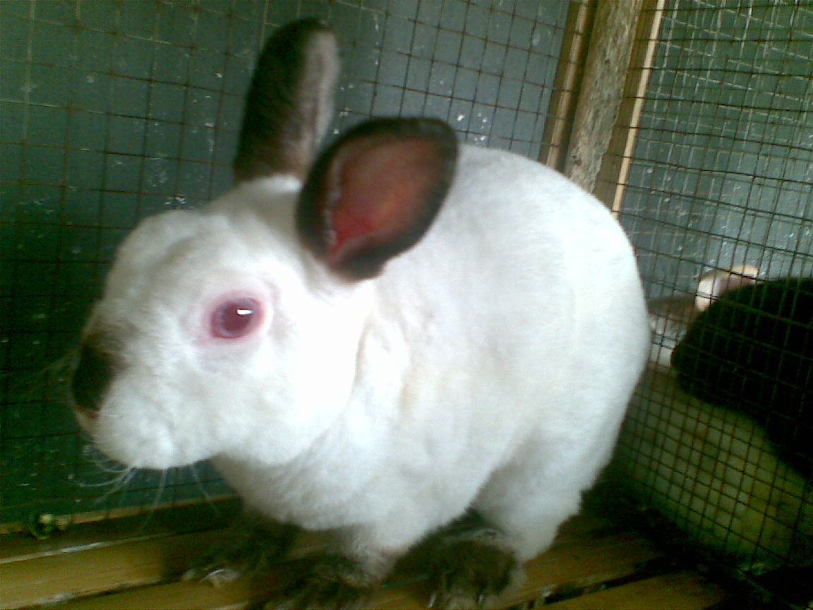 PERMATA RABBITRY: DWARF REX HIMALAYAN, JANTAN, DEWASA