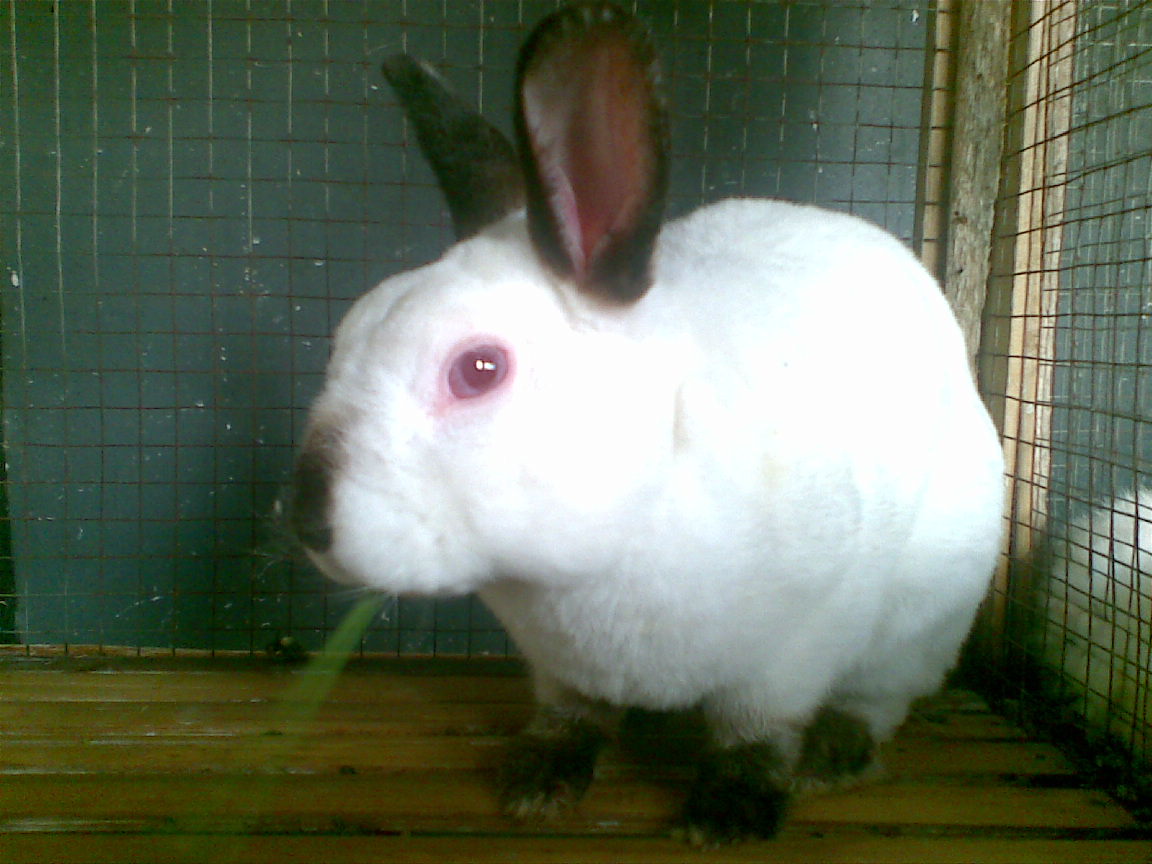 PERMATA RABBITRY: DWARF REX HIMALAYAN, JANTAN, DEWASA