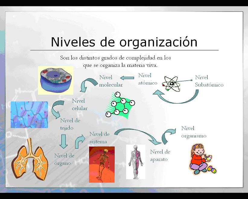 biologia_yoyl@hotmail.com: niveles de organización de la materia