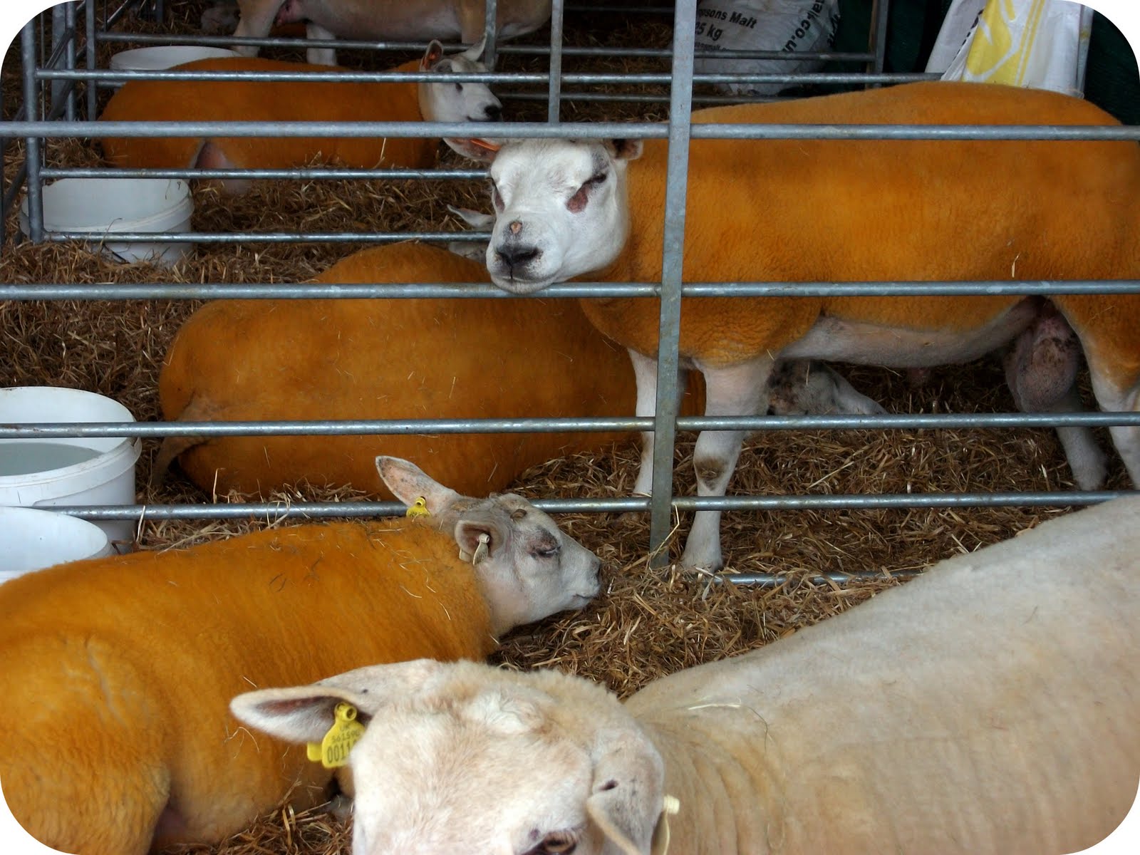 with love, cupcakes and biscuits.: Essential kit, goodies and the joys ...