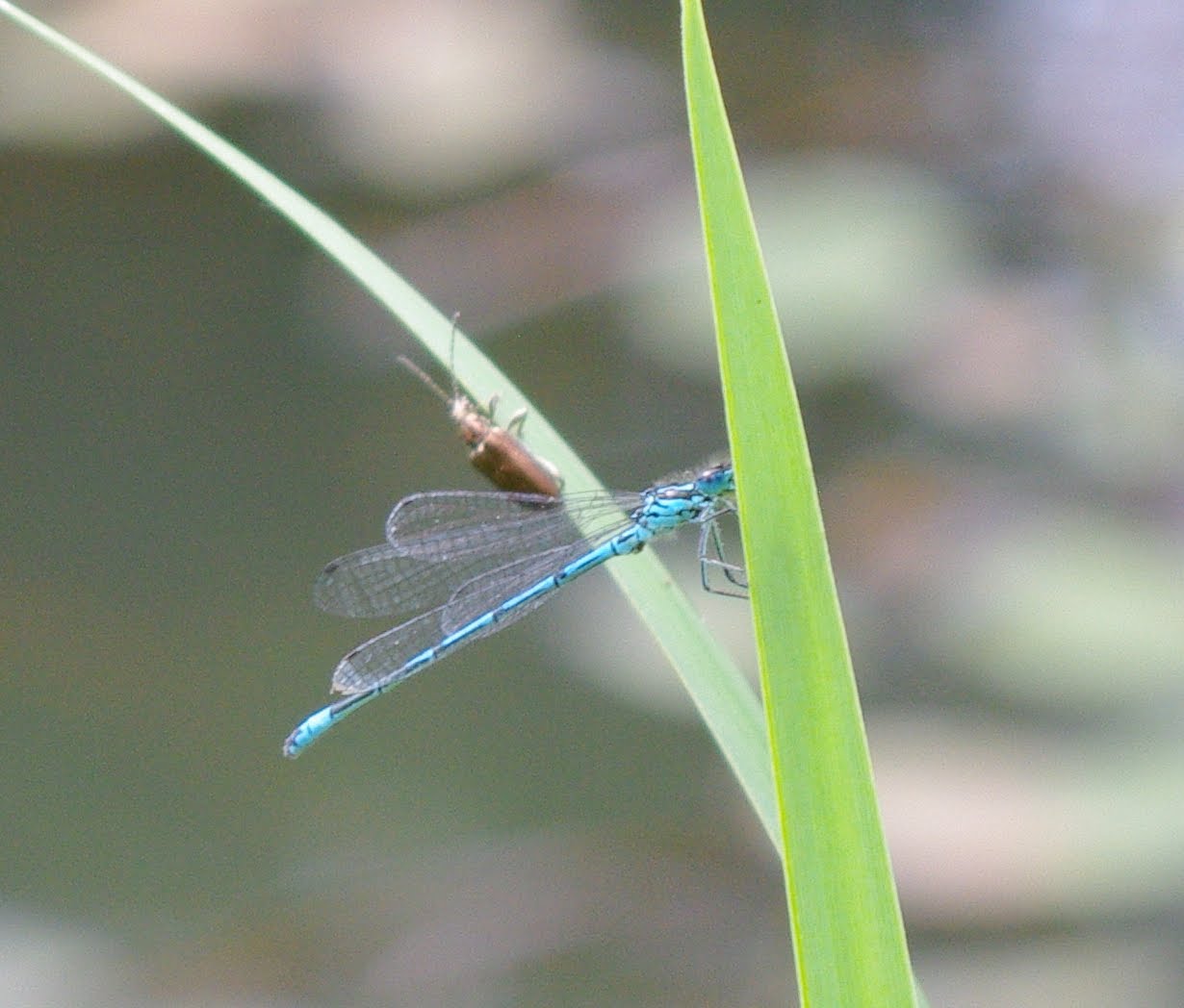 Bamber Bridge Birder: Dragonfly Pond, Cuerden Valley Park - 5th June 2010