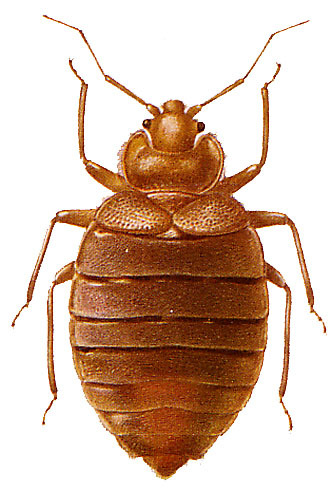 Bed Bugs Exterminator: KUTU BUSUK (BED BUG)