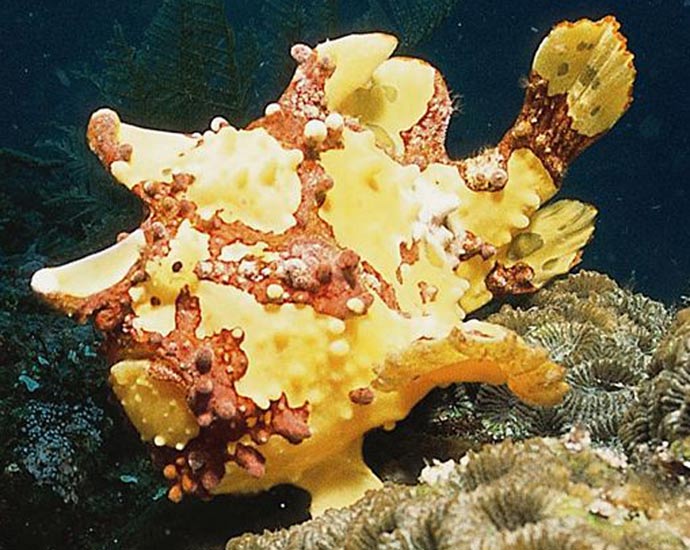 psychedelic frogfish | Fish