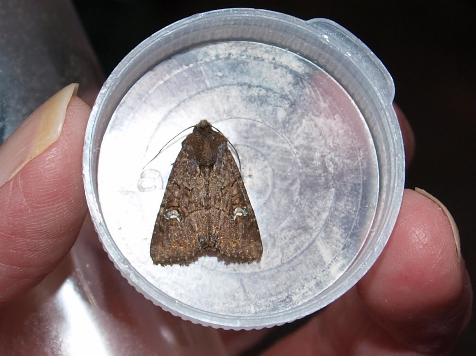 Ragged Robin's Nature Notes: Appearance of the dreaded worn moth LBJ's