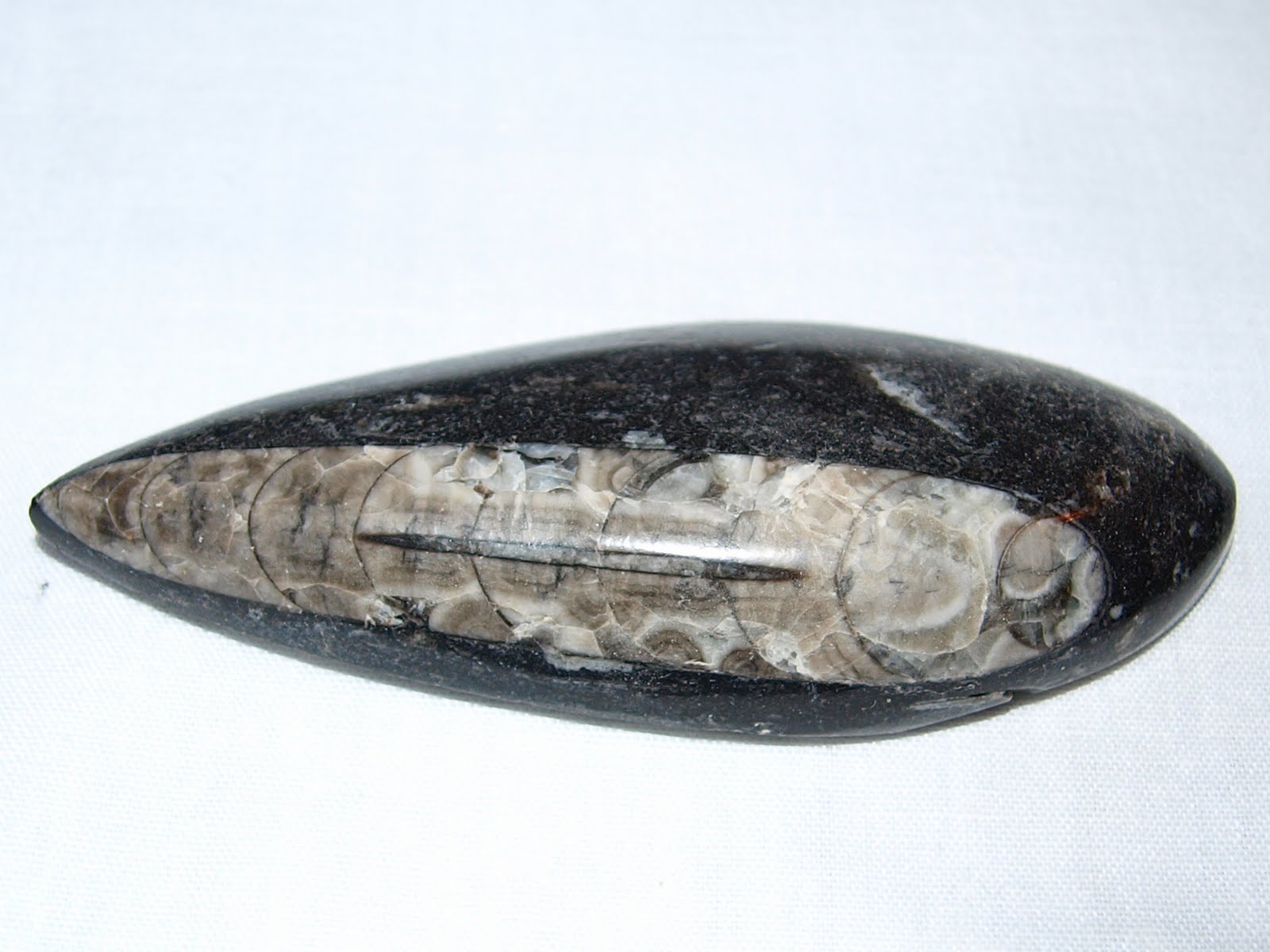 Ragged Robin's Nature Notes: Fossils - Part 2: Orthoceras and Belemnites