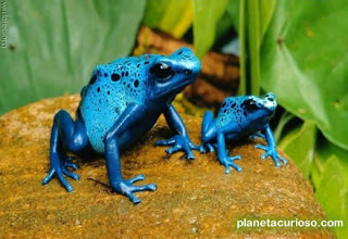 NATURALEZA: AZUL ANIMAL