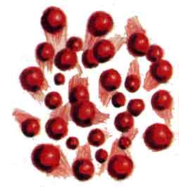 Estados de la materia: GASEOSO: ESTADO GASEOSO