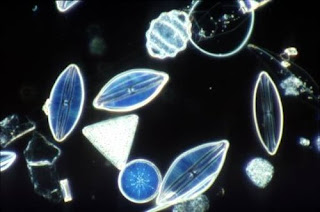 La Huella del Tilacino: Diatomeas