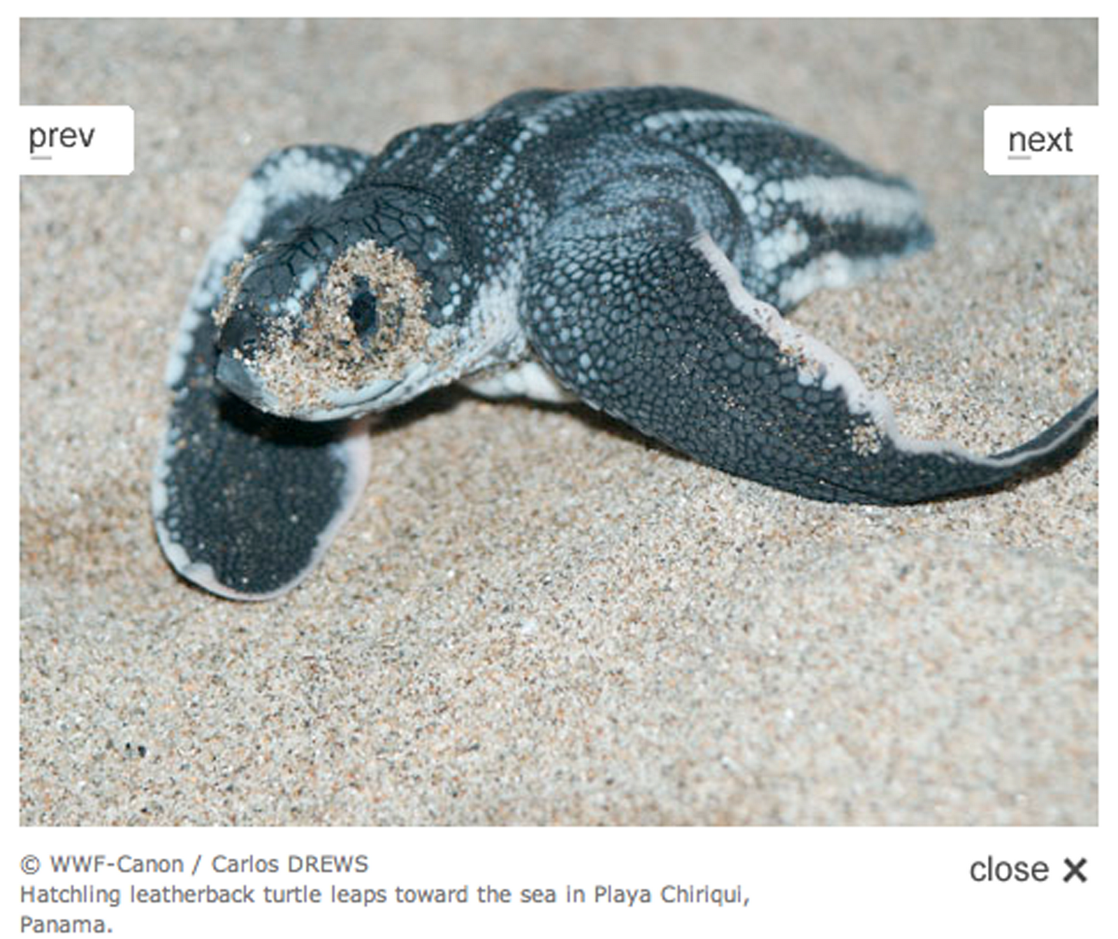Critically Endangered Species: Leatherback Turtle
