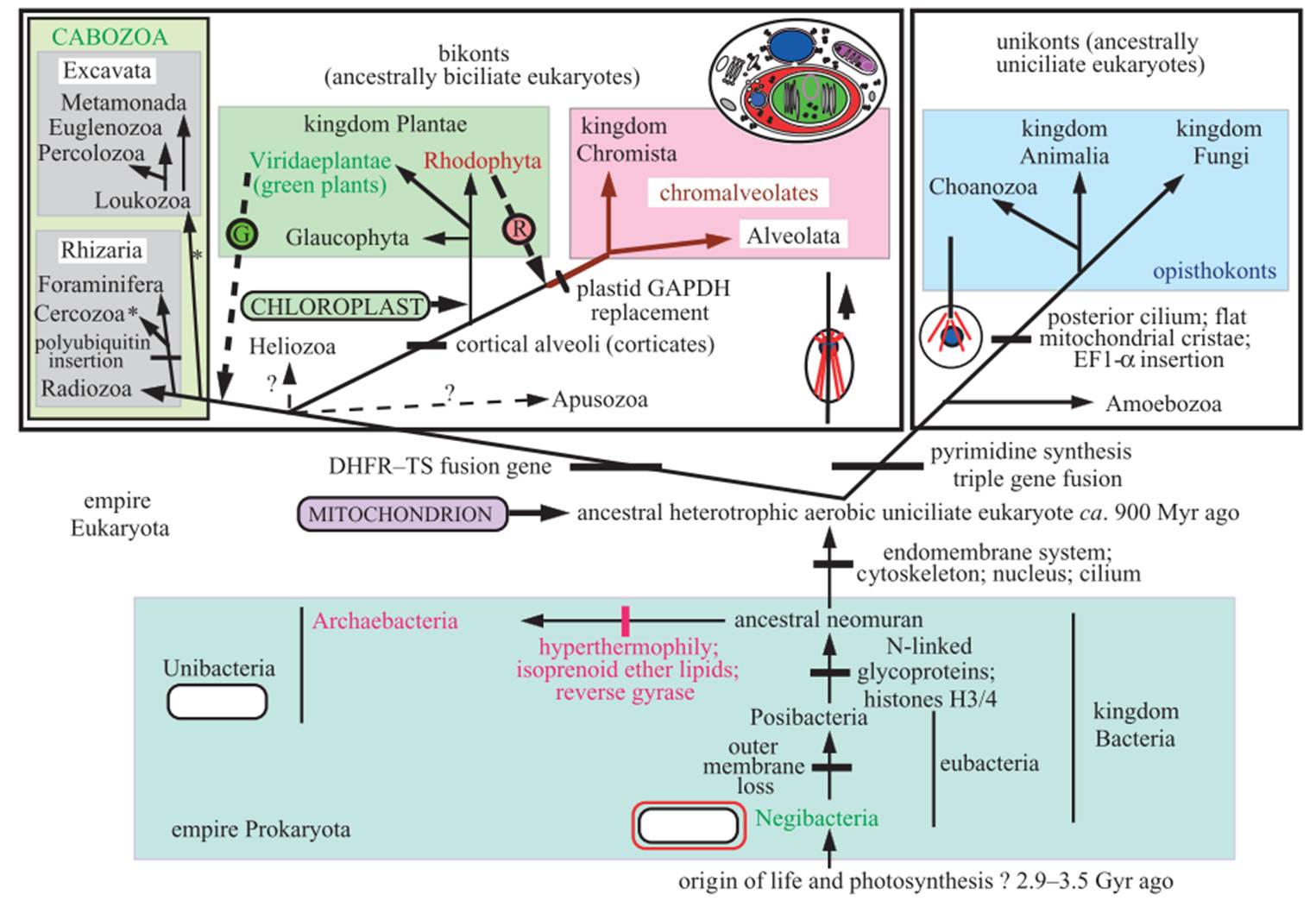 Zoologia UFBA: Cavalier-Smith. 2004. Only six kingdoms of life. Proc ...