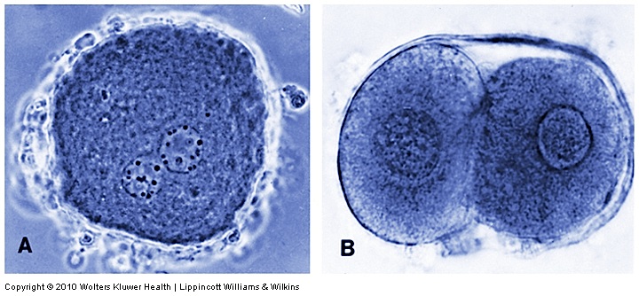 SOS EMBRIOLOGIA HUMANA: FECUNDACION. CIGOTO