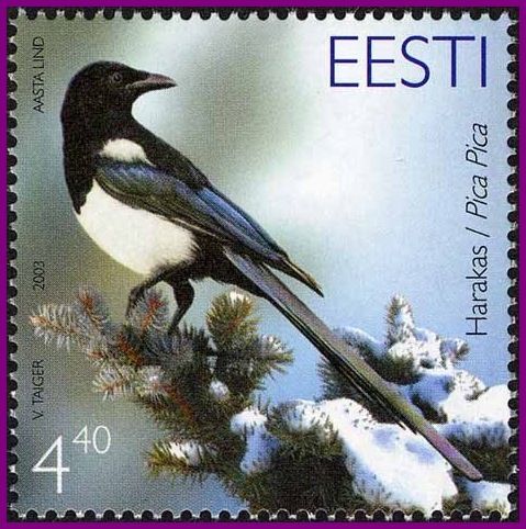 birds : gazza ladra (Pica pica)