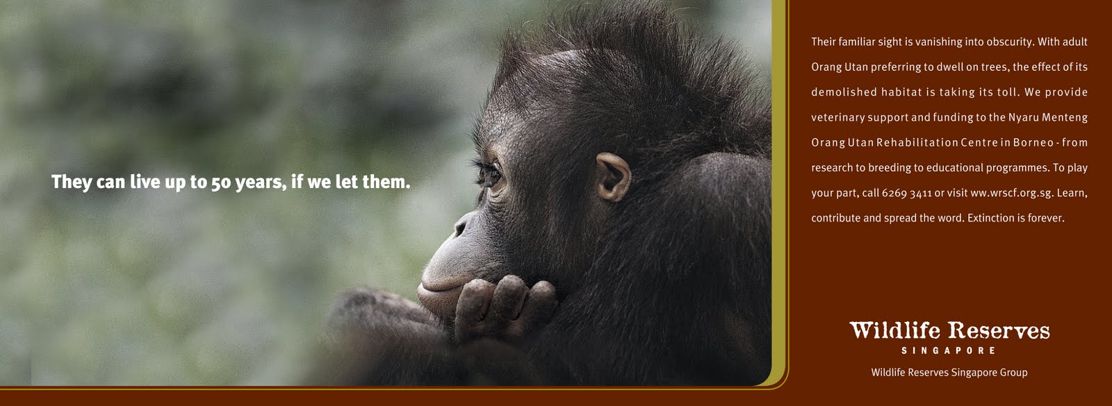 Guru's work: Singapore Zoo Conservation ads