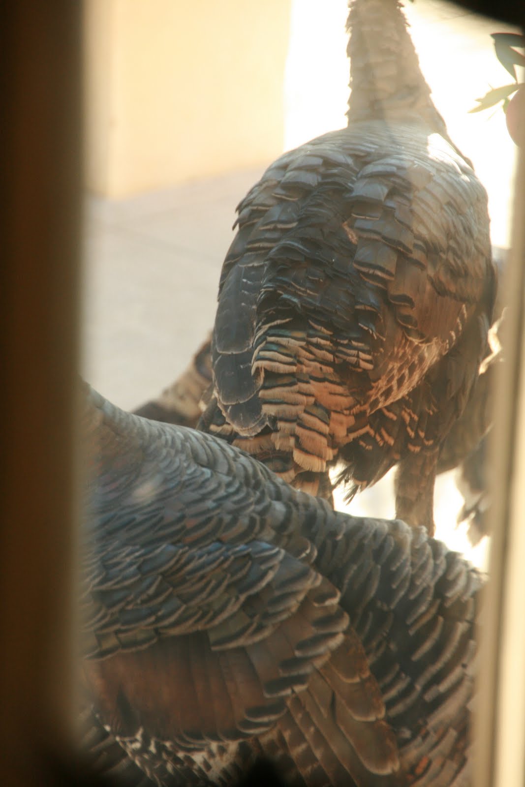 vignette design: Peeking Through the Windows