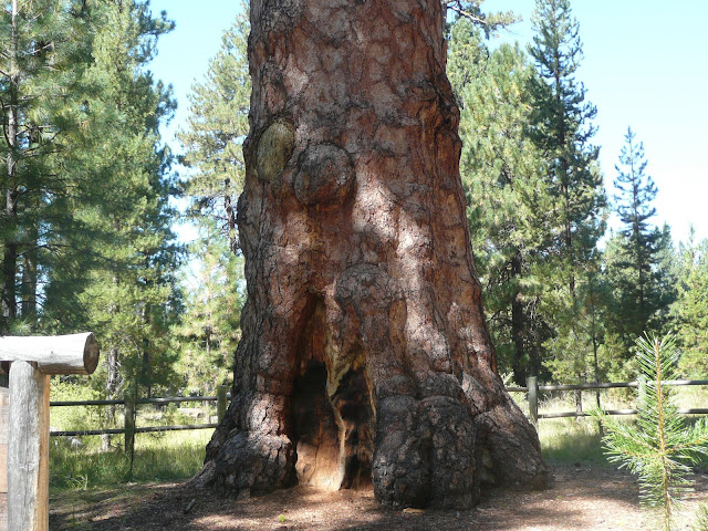 OUT AND ABOUT IN OREGON: Big Tree @ LaPine State Park