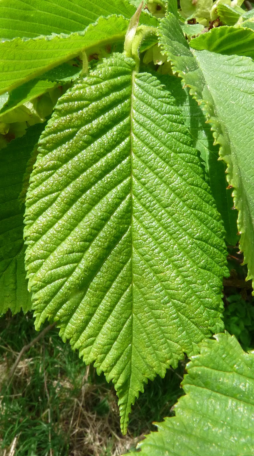 The Northumberland Naturalist: The Wych Elm