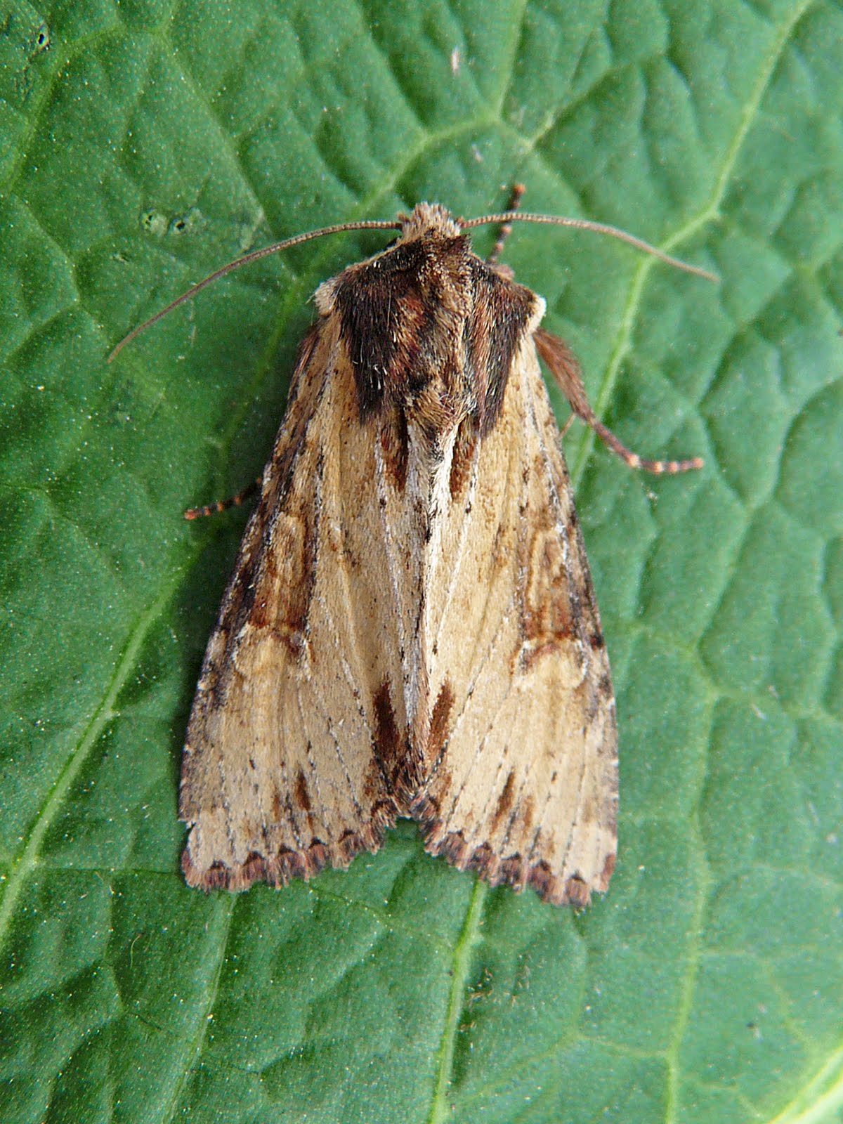 The Northumberland Naturalist: Garden Moths (1)