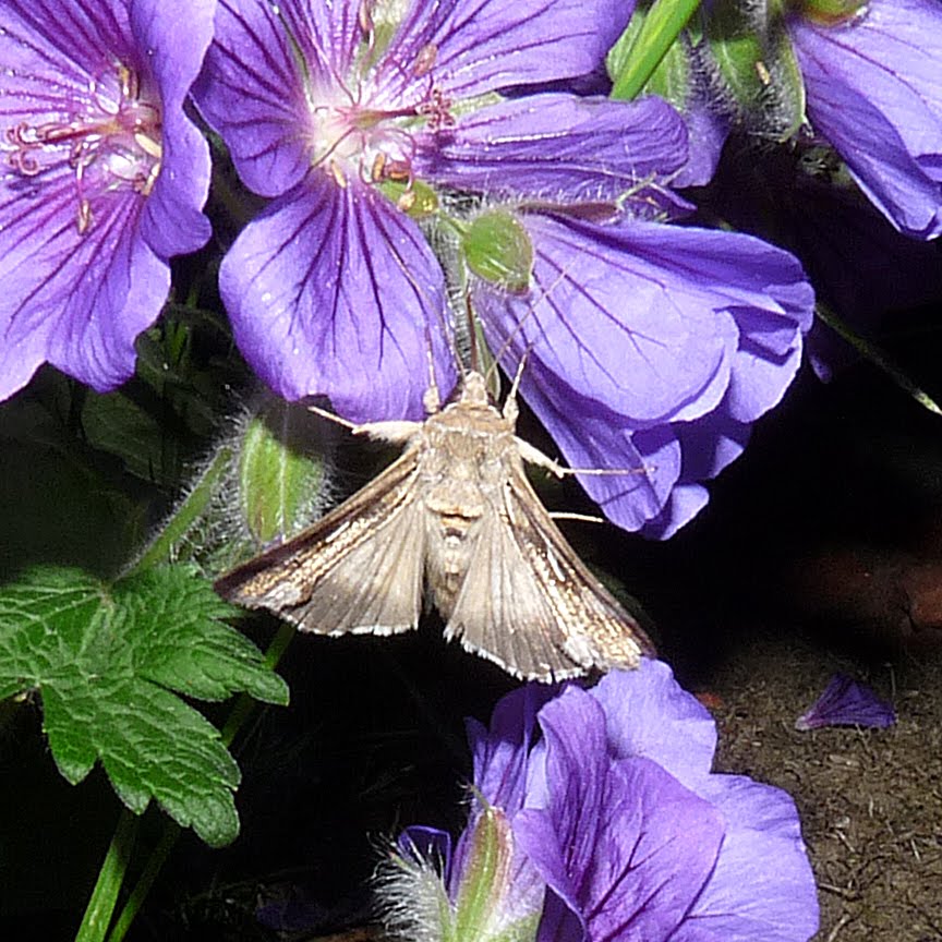 The Northumberland Naturalist: The Moth Lady