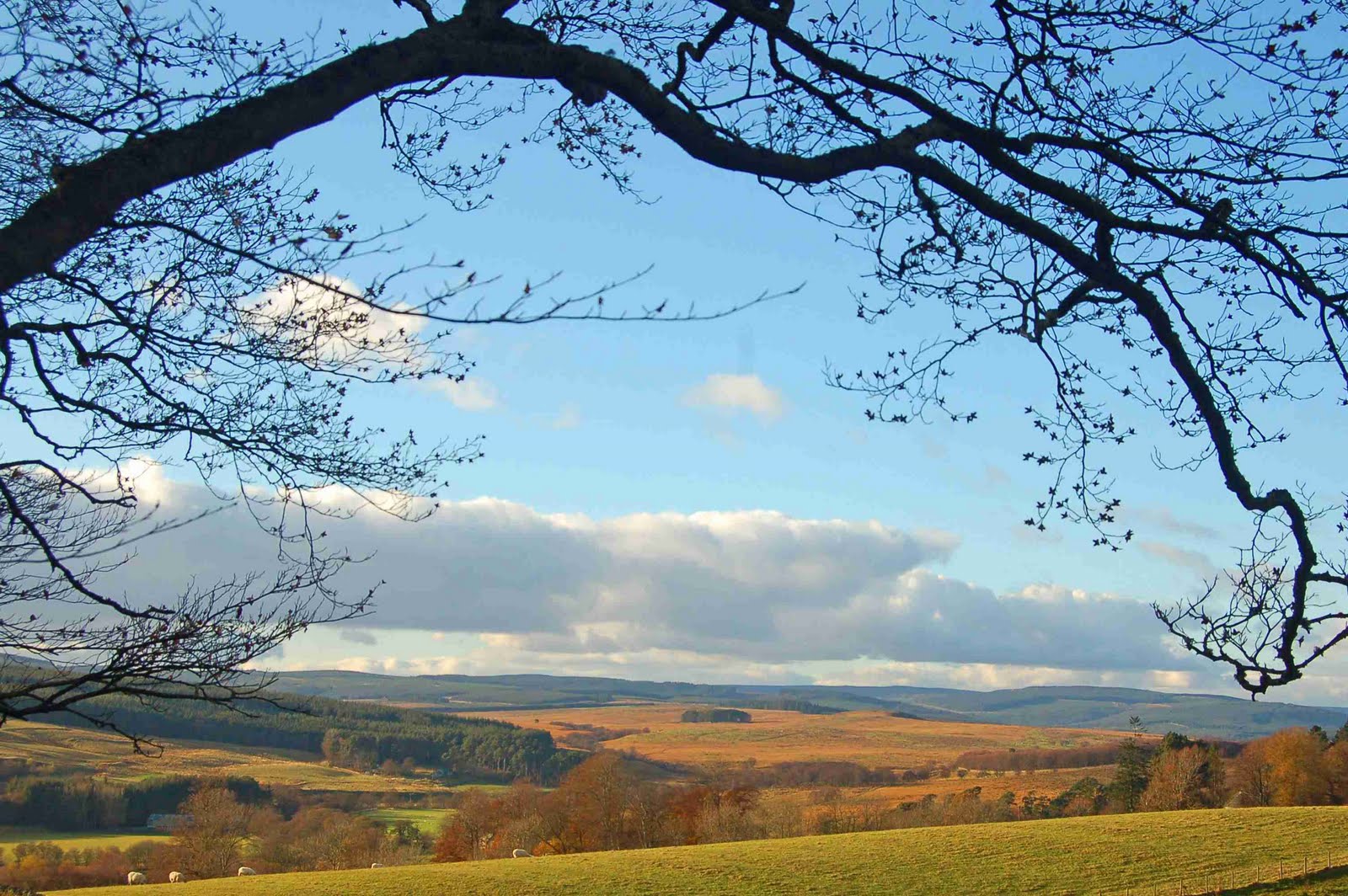 The Northumberland Naturalist: Fungi at Rupert's Wood