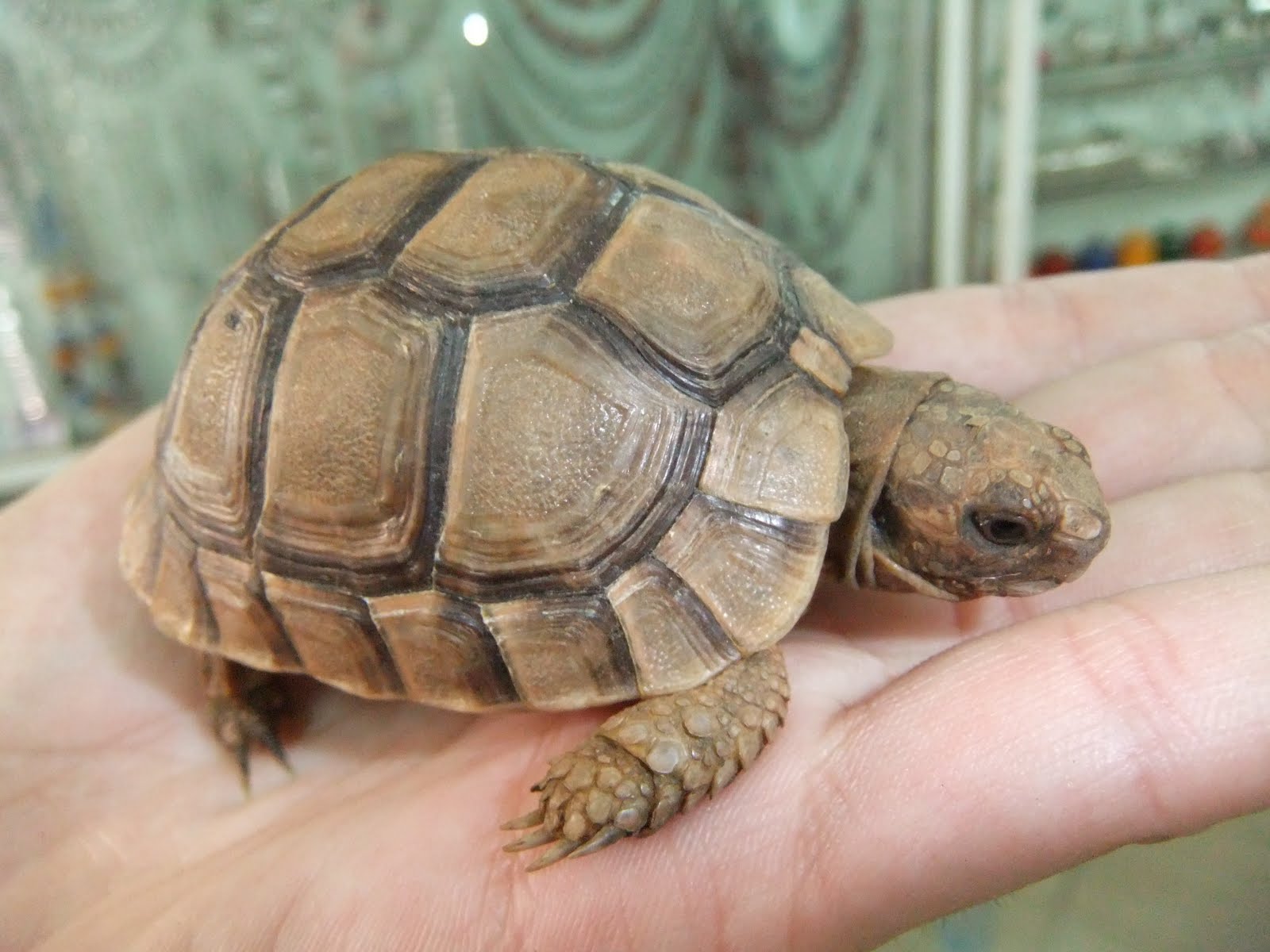 A GIRL & HER BACKPACK IN EUROPE: Morocco shows us its magic