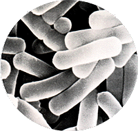 EM Resources Centre : Lactobacillus acidophilus