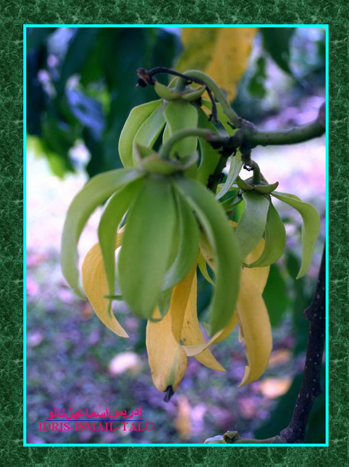 IdrisTalu: Bunga Kenanga