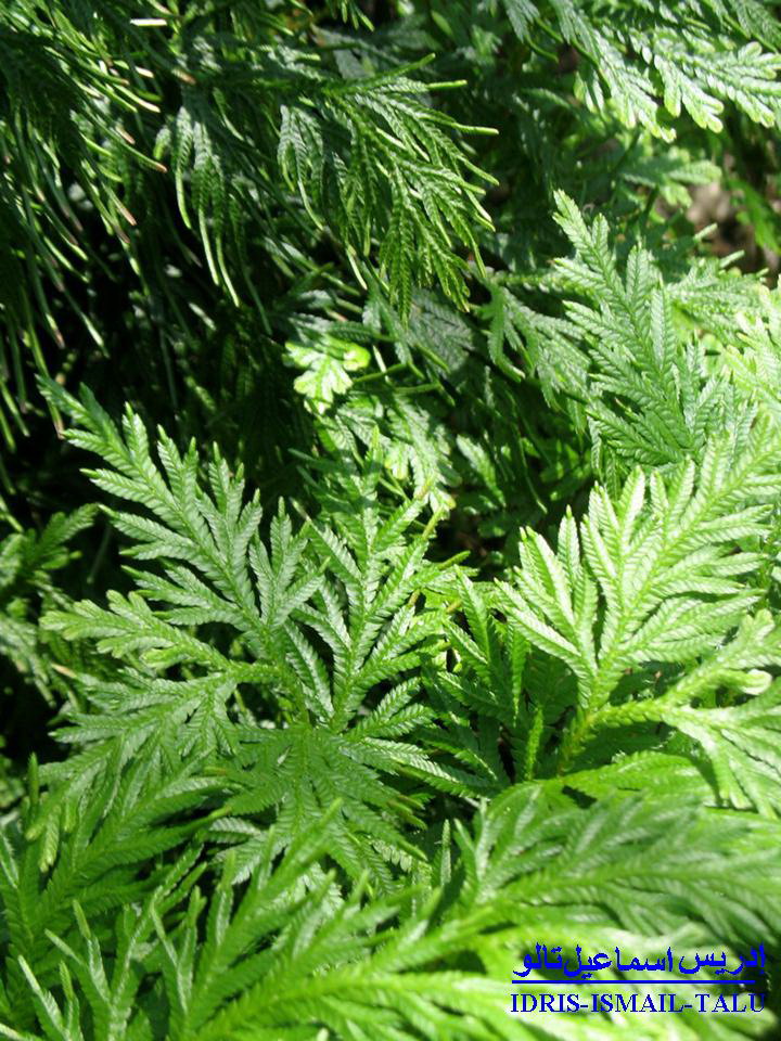 IdrisTalu: Ribu - Ribu