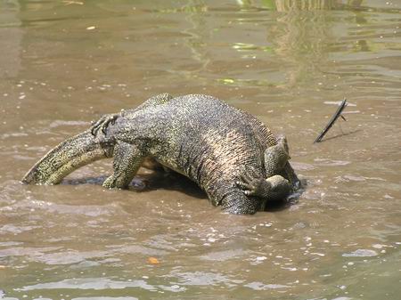 PurpleMangrove: Water monitor lizards fight 泽巨蜥大战@SBWR