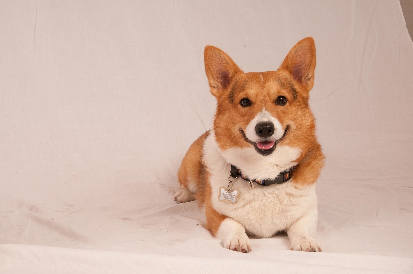 Another crazy corgi lover