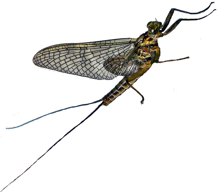 Fly Fishing In Yellowstone National Park: The Perfect Weekend